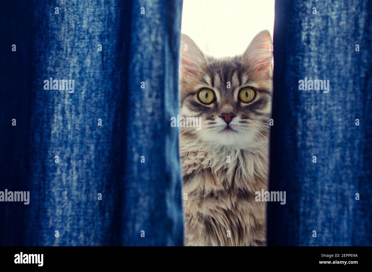 Tabby cat looking at camera hi-res stock photography and images - Alamy