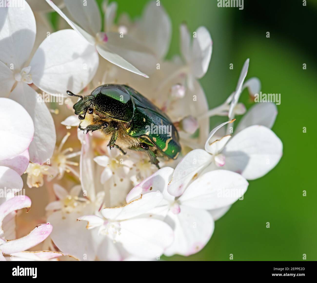 Rose chafer bug (Cetoniinae) in a flower blossom Stock Photo - Alamy