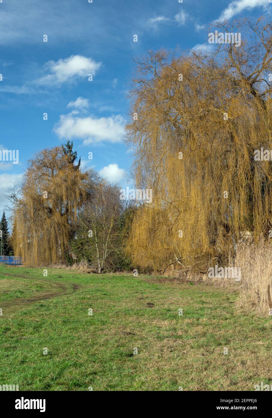 Landscape with a weeping willow tree in Bavaria (Germany Stock Photo ...