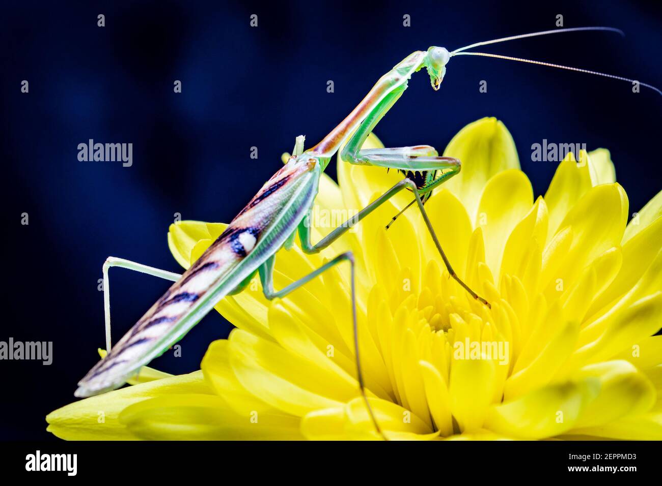 Zebra mantis hi-res stock photography and images - Alamy