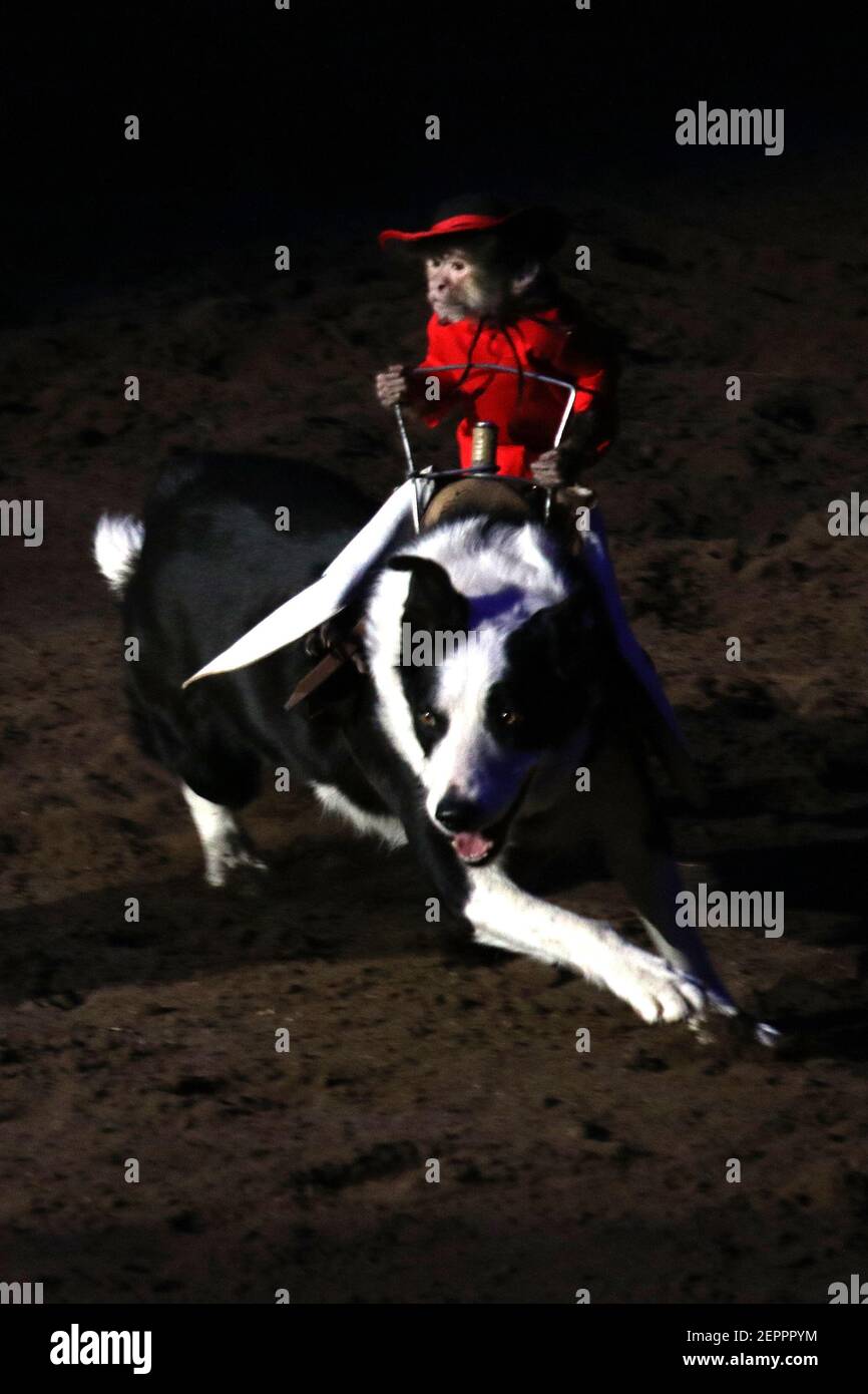 Whiplash 'The Rodeo' Monkey performs during Pepe Aguilar and Family ...