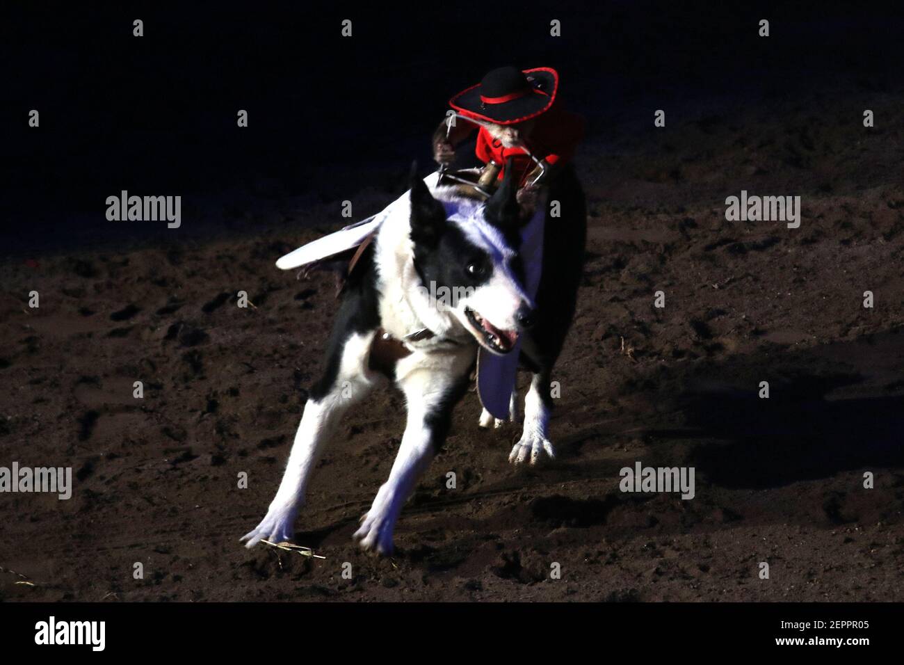 Whiplash 'The Rodeo' Monkey performs during Pepe Aguilar and Family ...