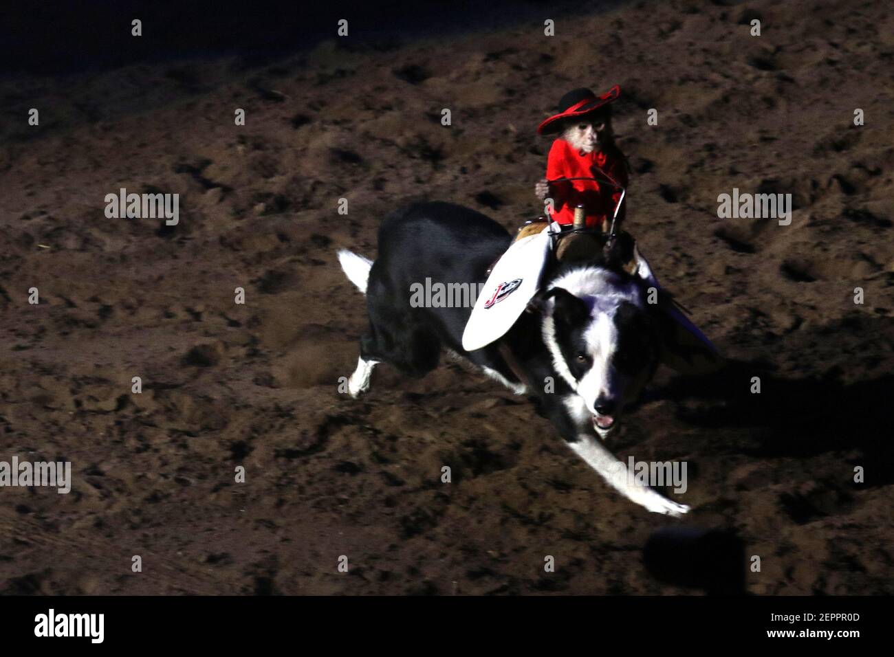 Whiplash 'The Rodeo' Monkey performs during Pepe Aguilar and Family ...
