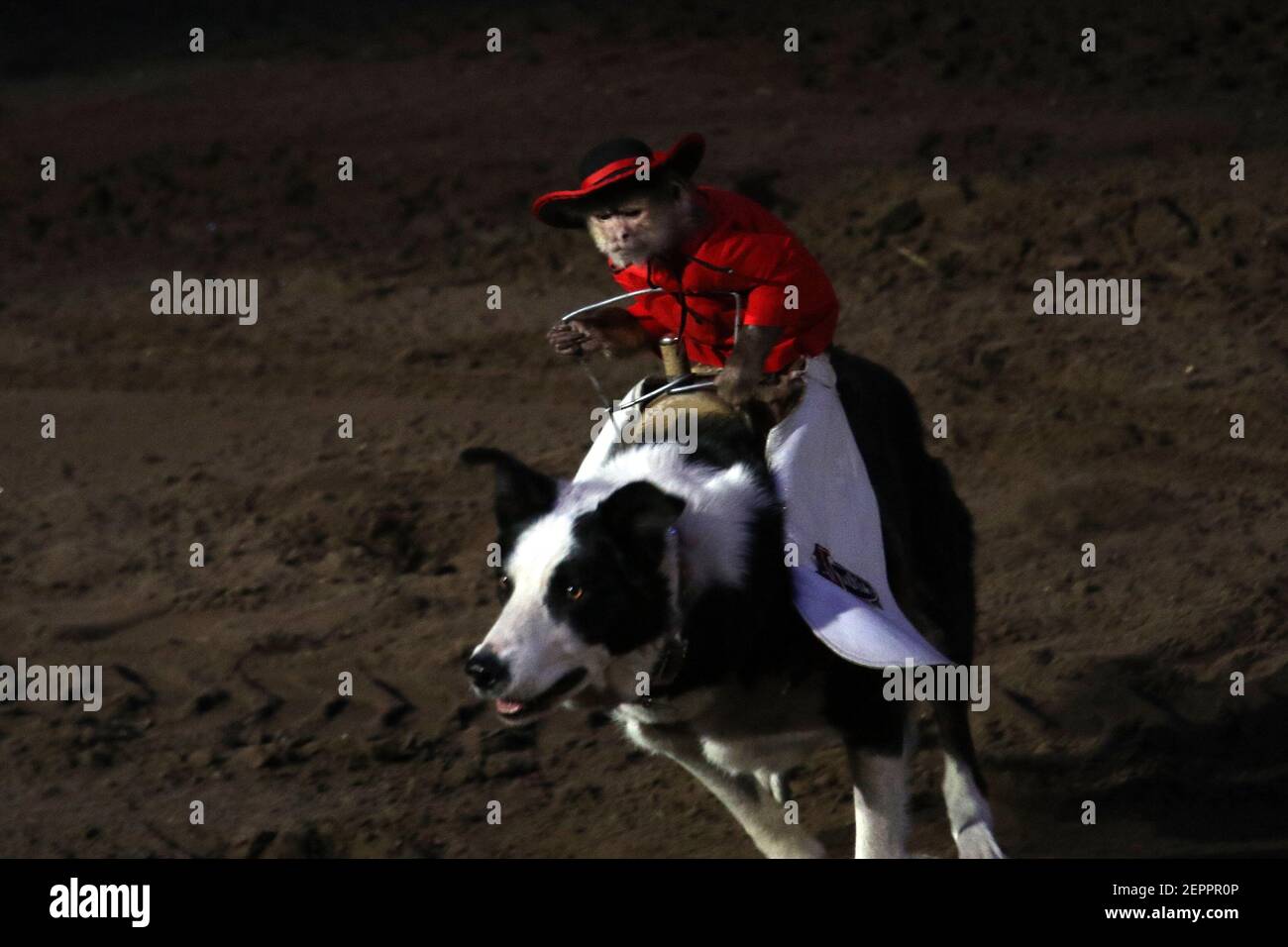 Whiplash 'The Rodeo' Monkey performs during Pepe Aguilar and Family ...