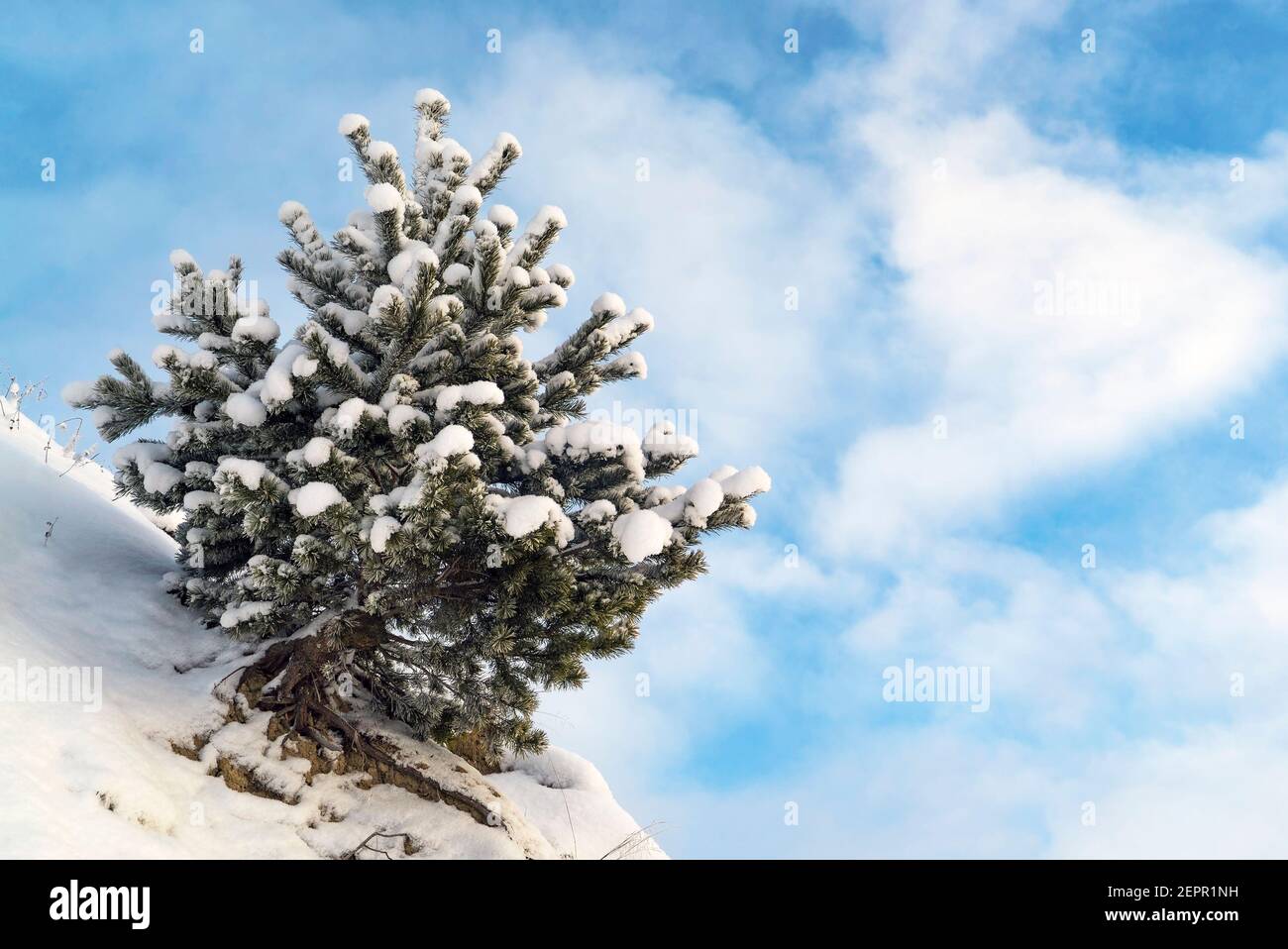 Young pine tree in snow hi-res stock photography and images - Alamy