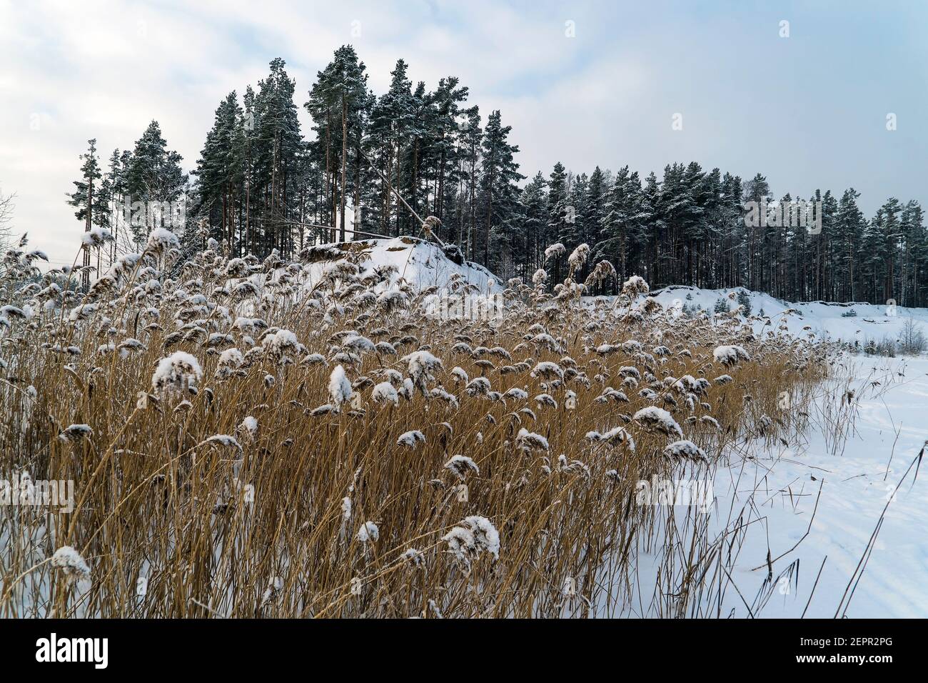 Dry reeds covered with snow on the shore of a frozen lake. Leningrad ...