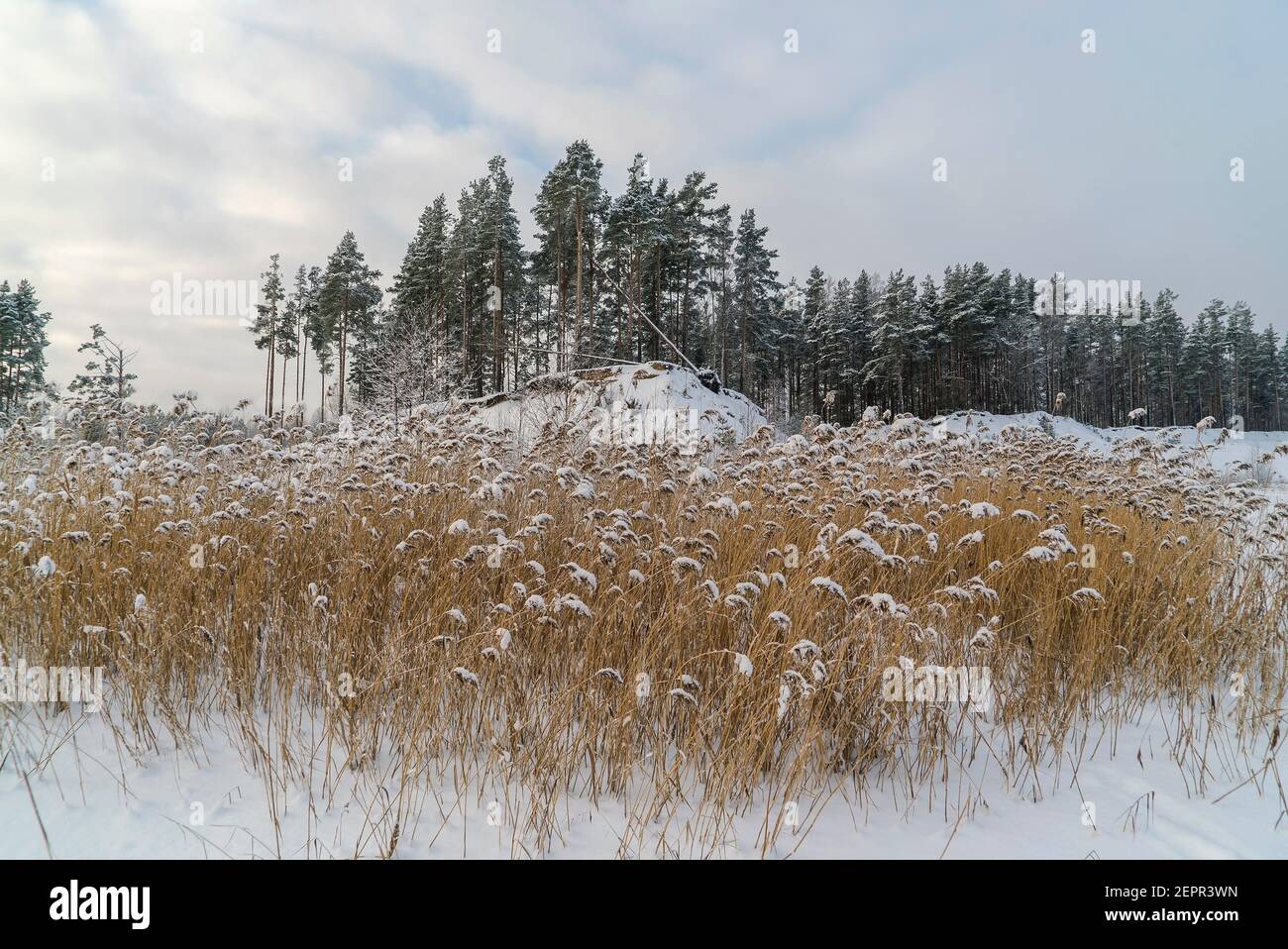 Panicle reeds hi-res stock photography and images - Alamy