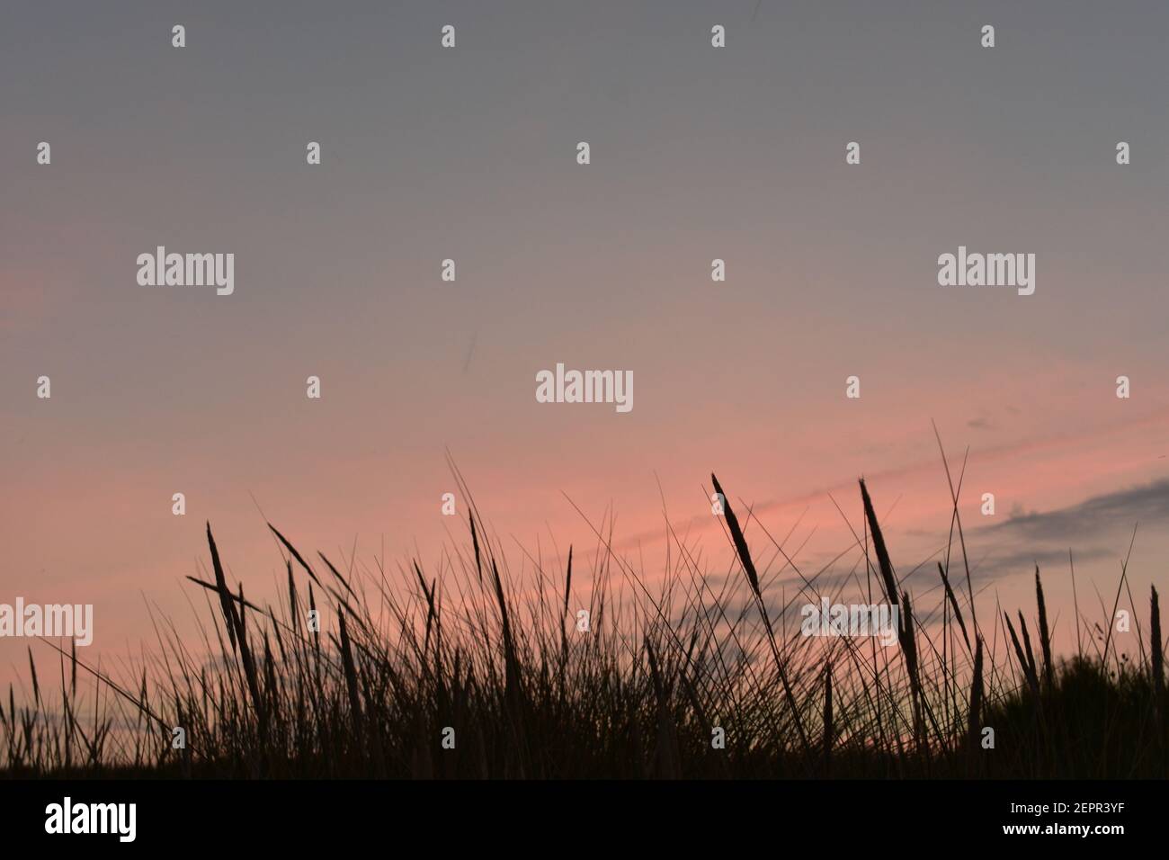 Beach grass silhouette hi-res stock photography and images - Alamy