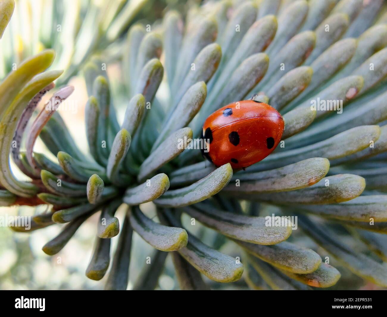 Conifer aphid hi-res stock photography and images - Alamy