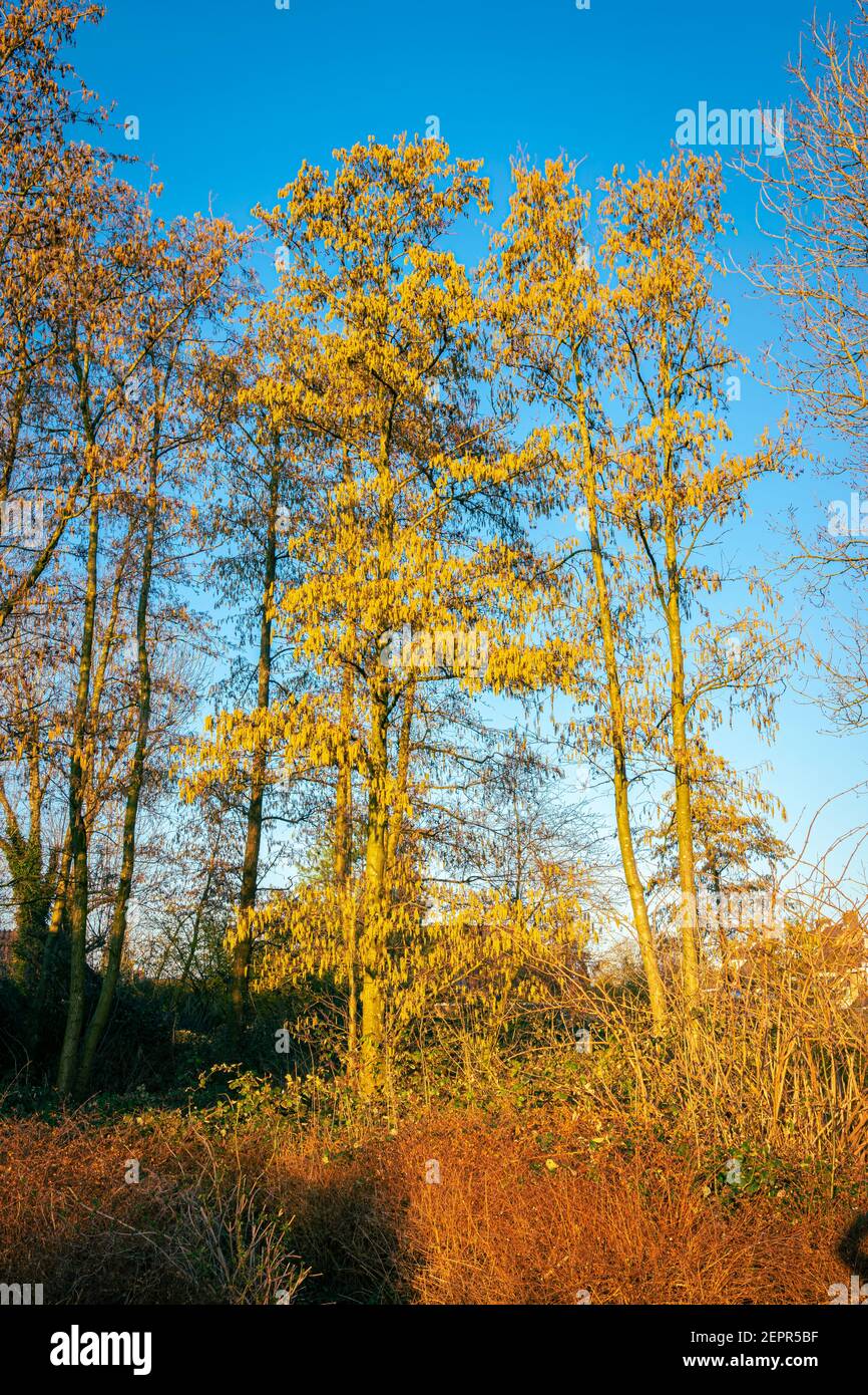 Corylus colurna hi-res stock photography and images - Alamy