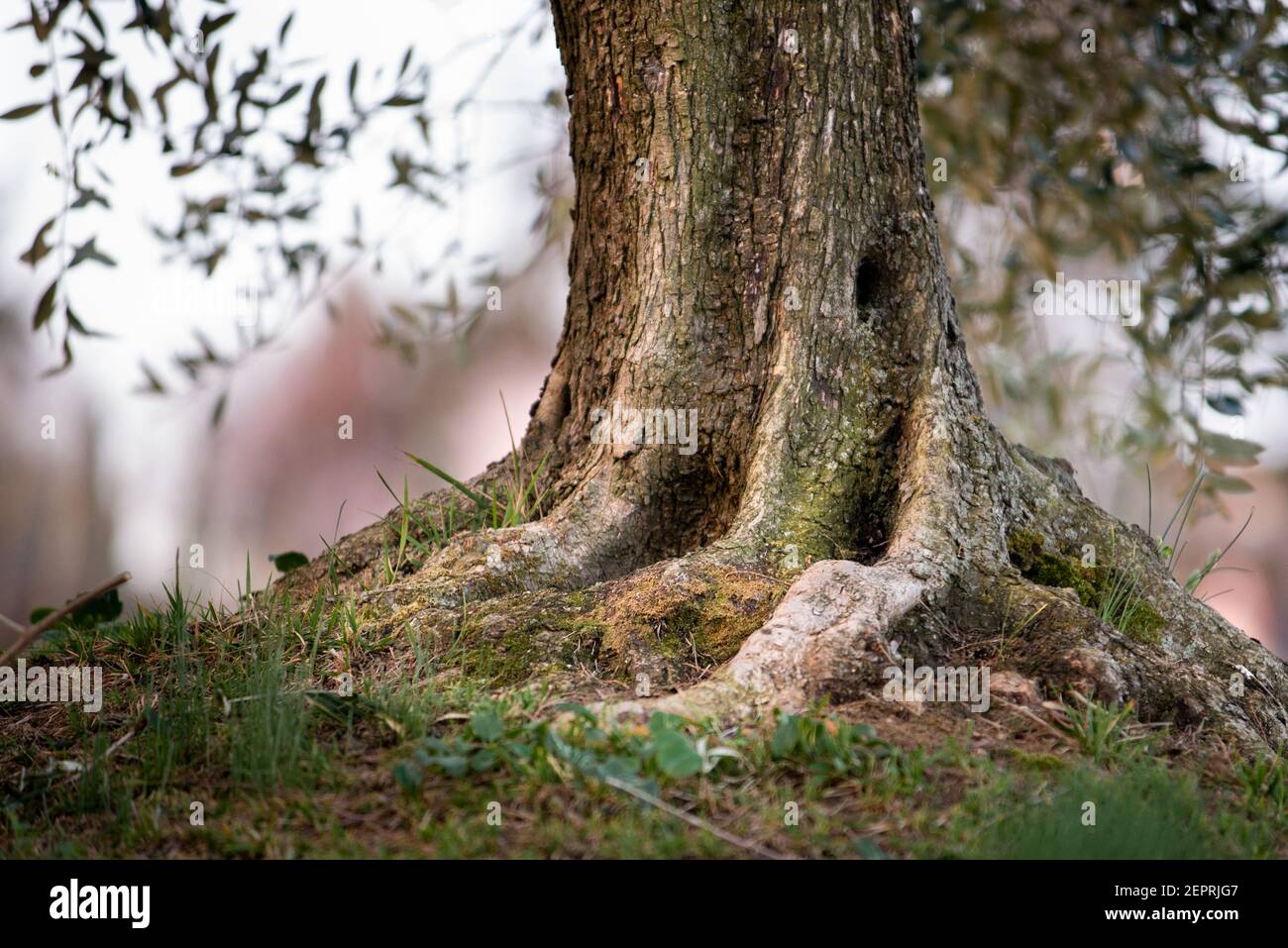 Under the olive trees hi-res stock photography and images - Alamy