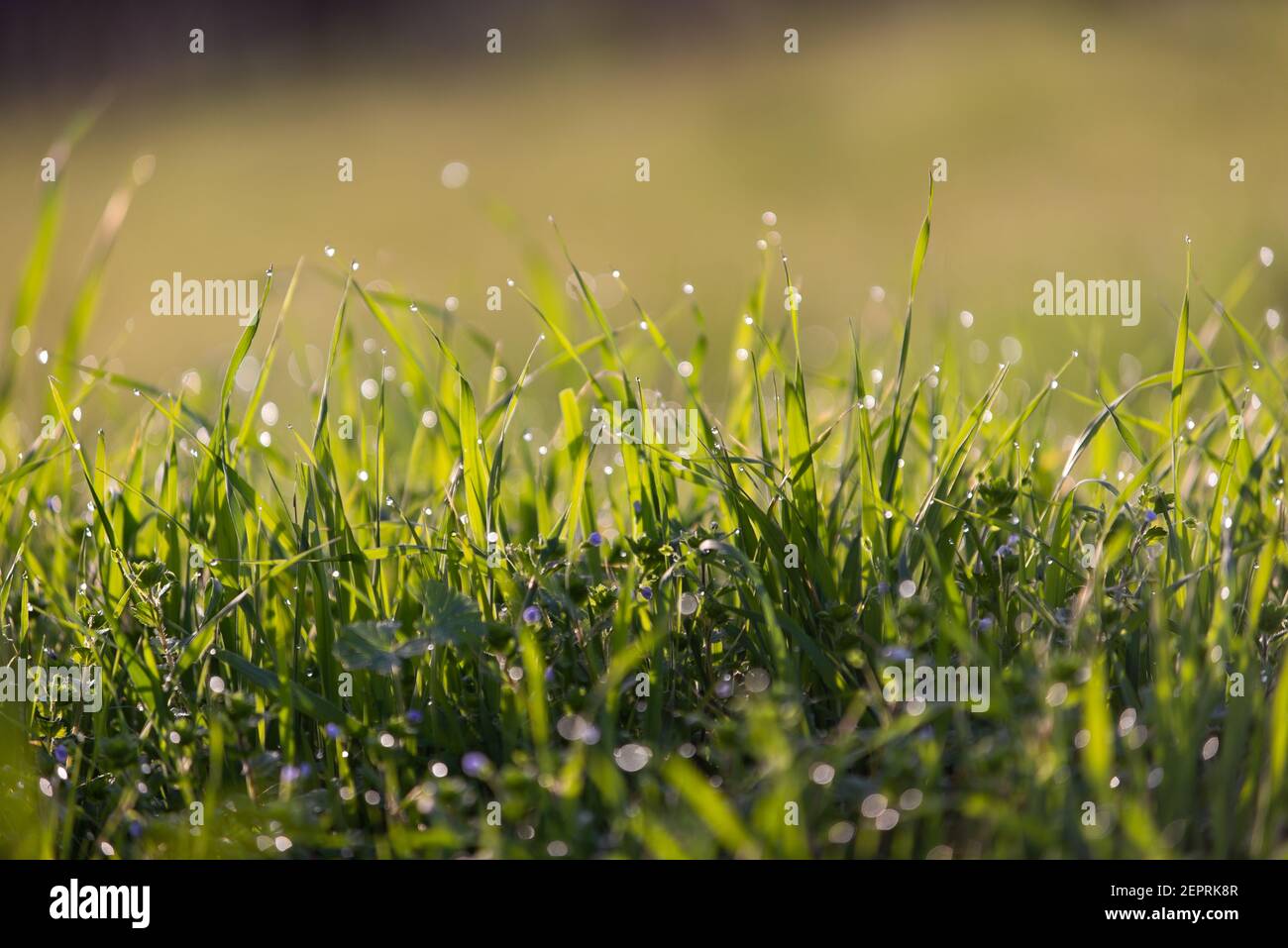 grass and dew. early morning outdoor. scenic lights Stock Photo - Alamy
