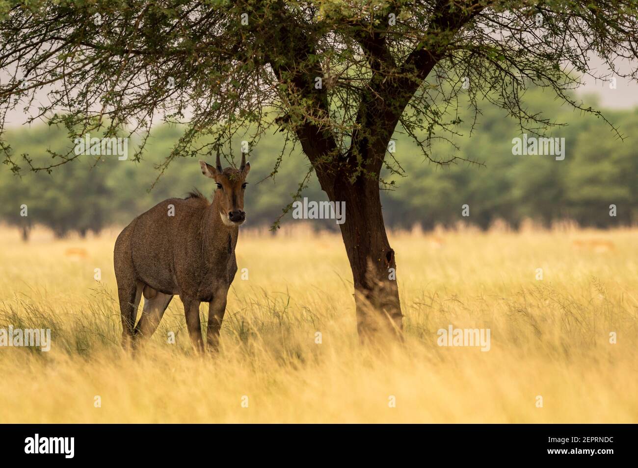 male nilgai or blue bull or Boselaphus tragocamelus Largest Asian ...