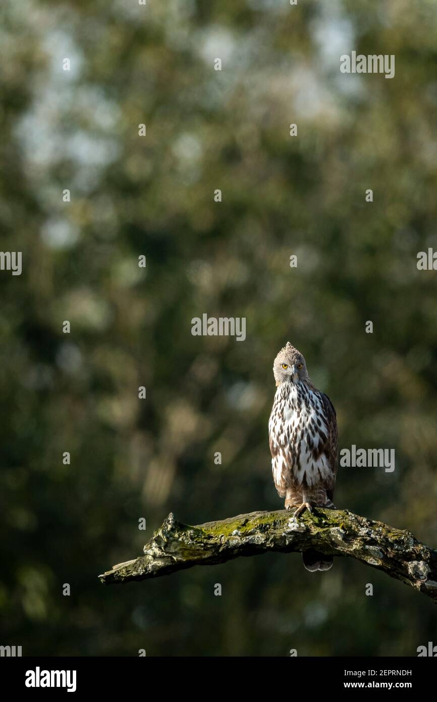 Indian hawk eagle at kanha hi-res stock photography and images - Alamy