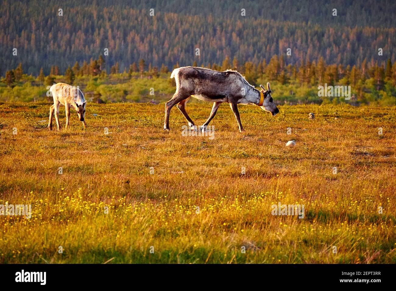 Lapland lappland hi-res stock photography and images - Alamy