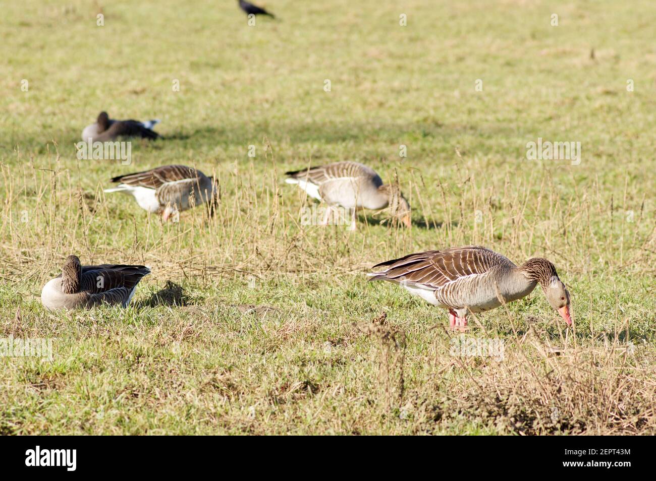 Grass Eating Geese High Resolution Stock Photography and Images - Alamy