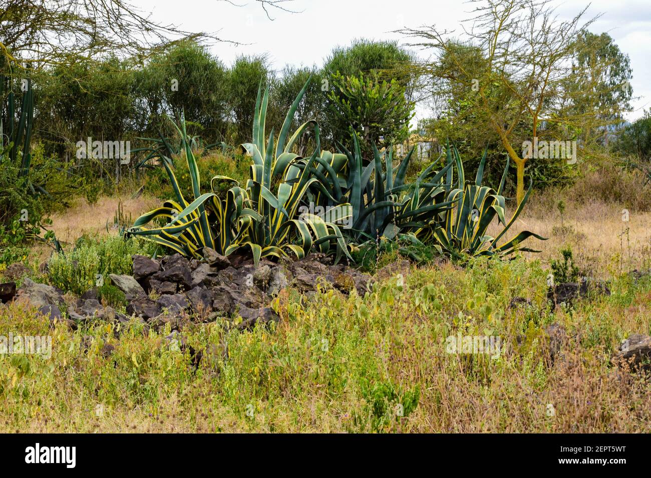 Elementaita hi-res stock photography and images - Alamy