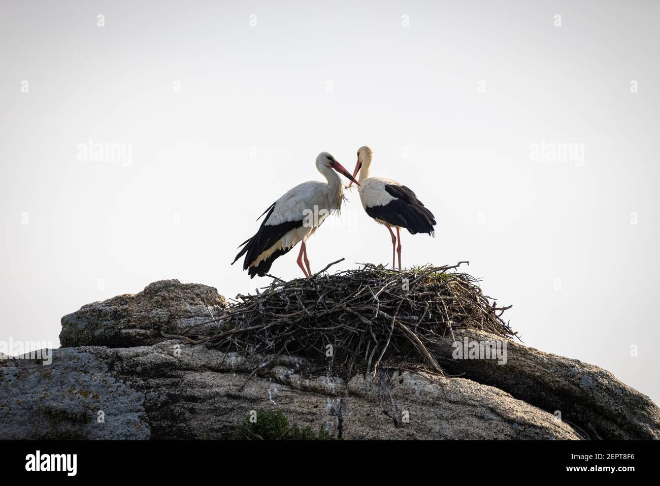 Two storks in their nest Stock Photo - Alamy