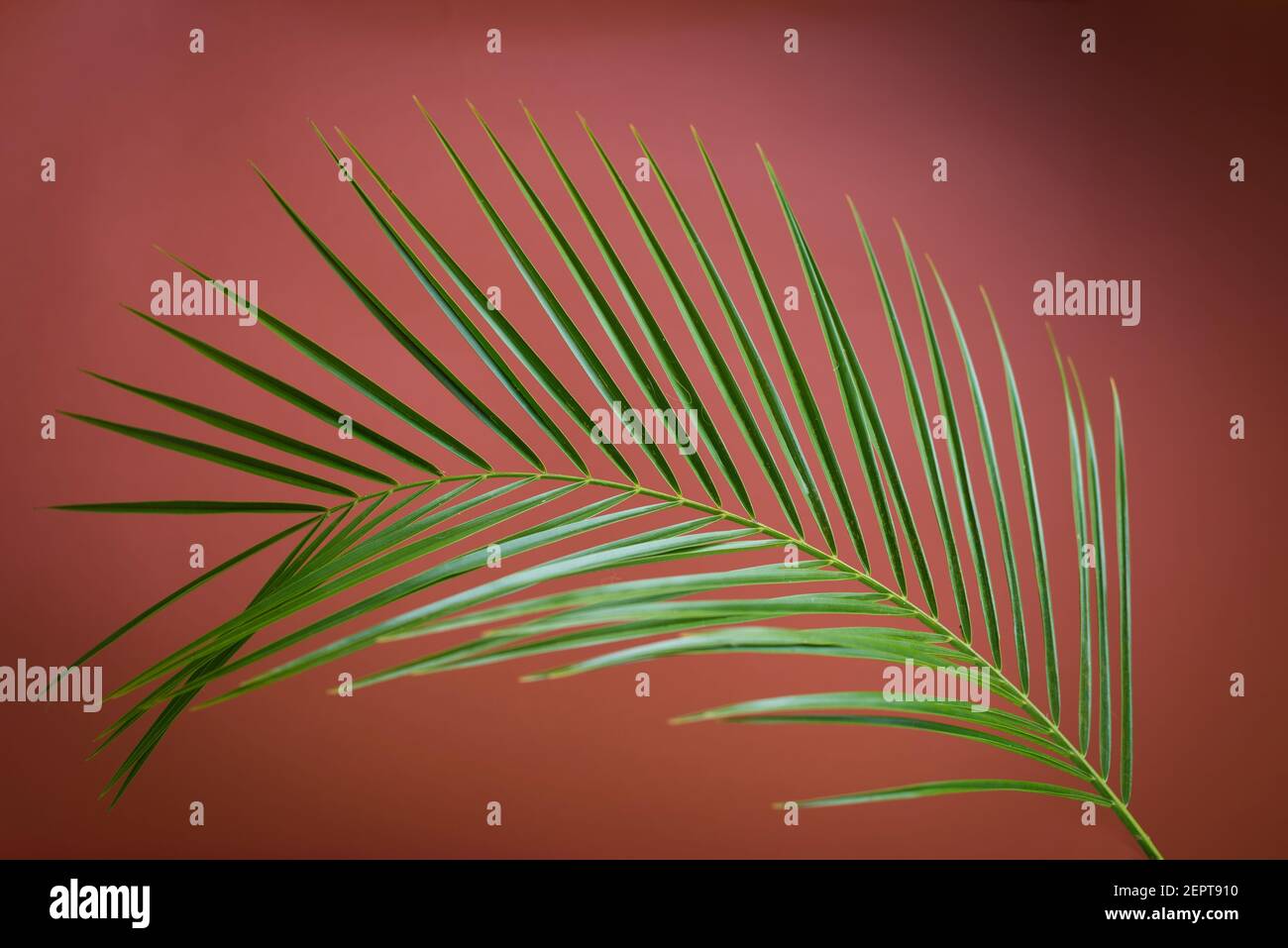 Big green date palm leaf against rust color background Stock Photo - Alamy