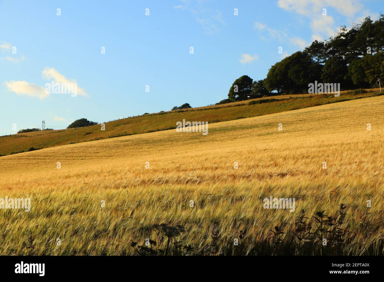 Corn fields within Restormel Manor grounds Stock Photo - Alamy