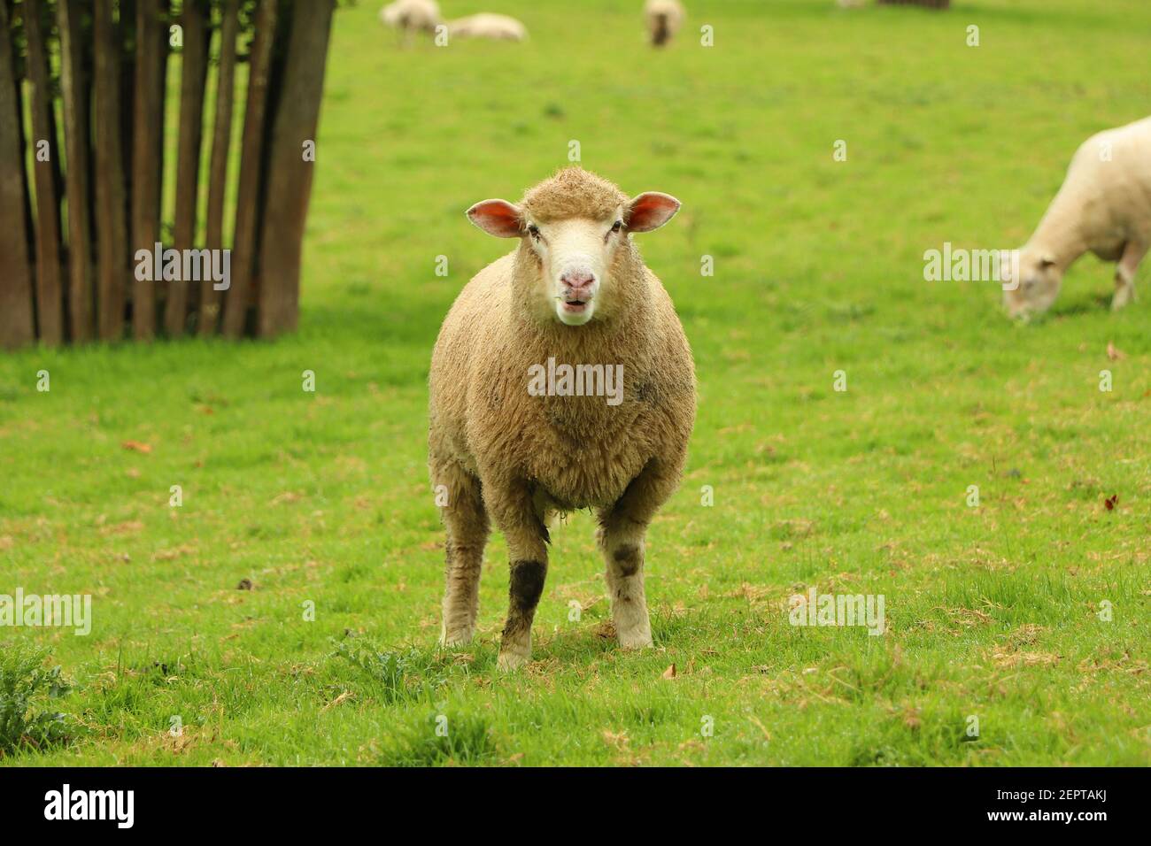 Cornwall countryside england uk sheep hi-res stock photography and ...