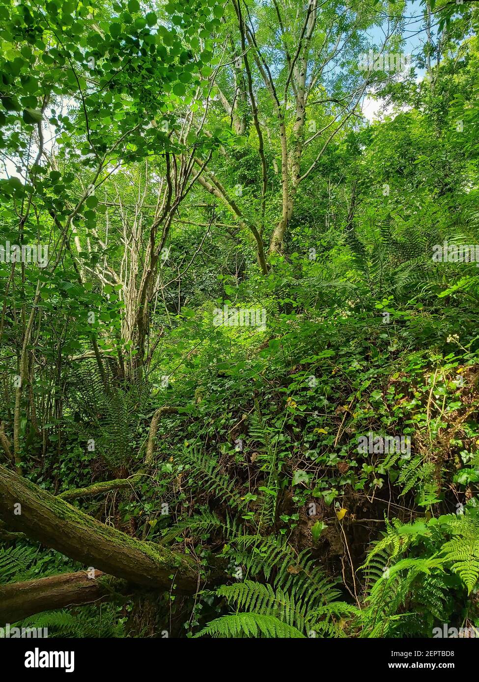 Tangle of undergrowth along a path covered with a tree canopy through ...