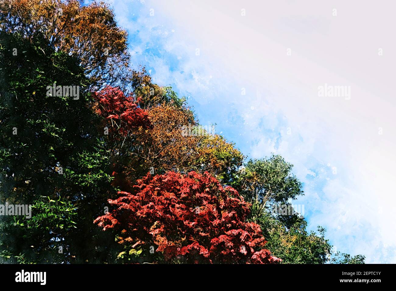 Abstract colorful branch tree in forest on watercolor illustration ...