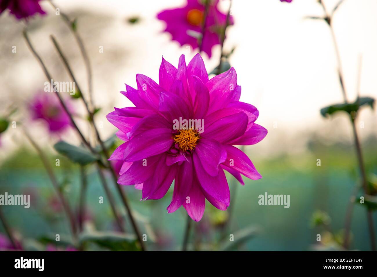 Beautiful blooming dahlia in hi-res stock photography and images - Alamy