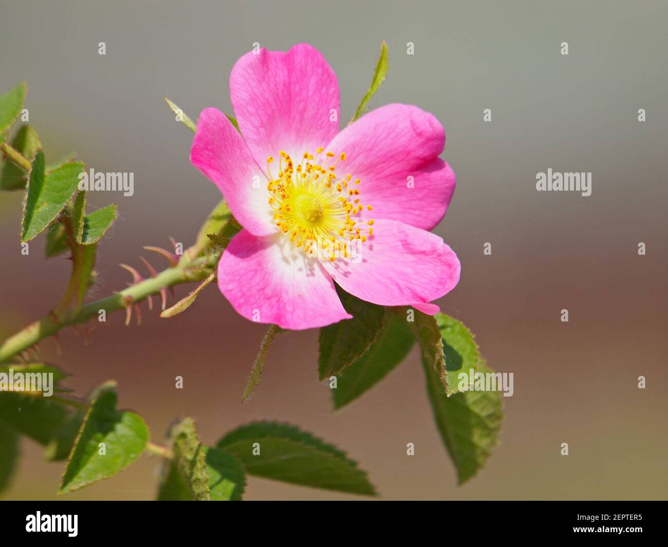Pink flower of Dog rose. Rosa canina Stock Photo - Alamy