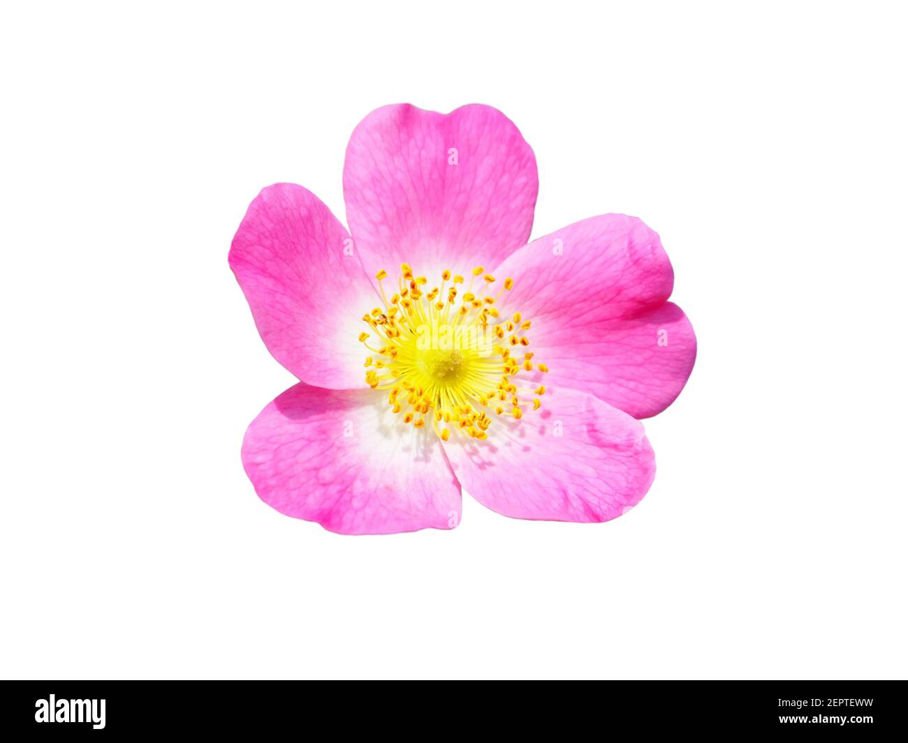 Pink flower dog rose Cut Out Stock Images & Pictures - Alamy