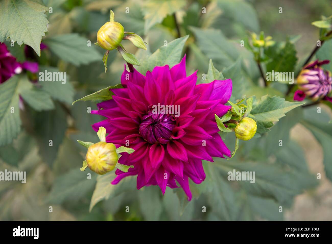 Beautiful wildflower dahlia blooming hi-res stock photography and ...