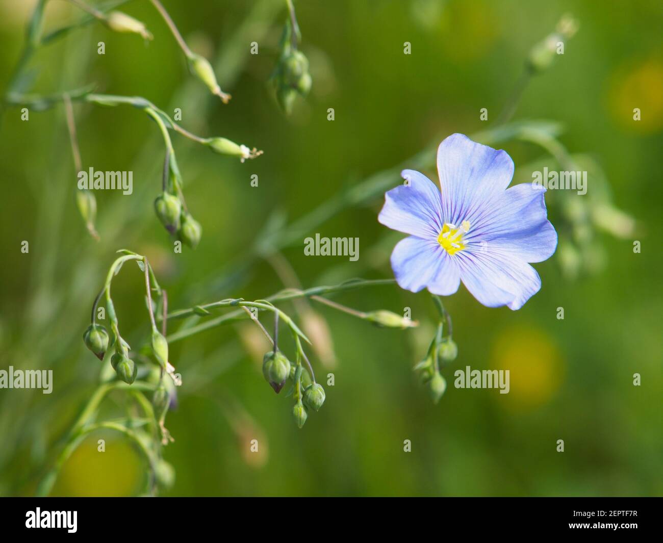 Flax weed hi-res stock photography and images - Alamy