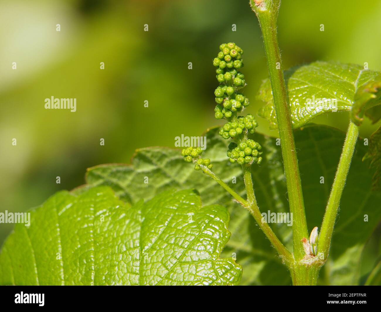 Young grapes in bloom vineyard hi-res stock photography and images - Alamy
