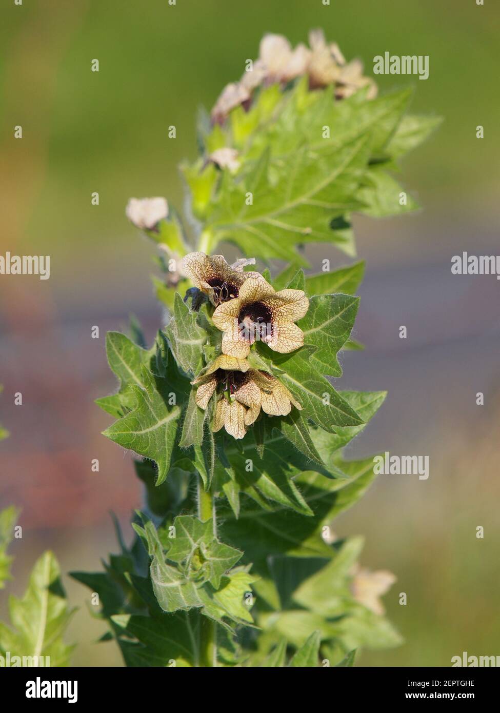 Black henbane blooming plant, Hyoscyamus niger Stock Photo - Alamy