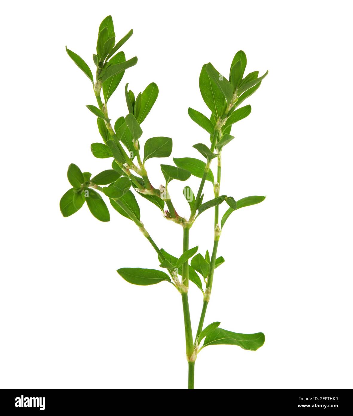Knotgrass isolated on white background, Polygonum aviculare Stock Photo ...