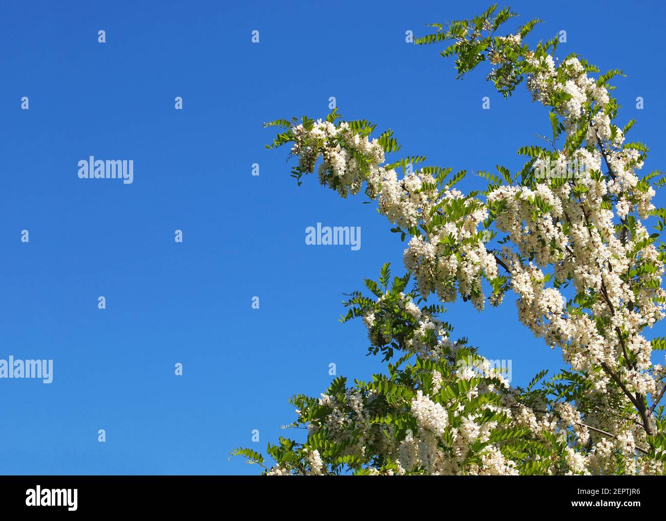 Locust tree blossom under blue sky, Robinia pseudoacacia Stock Photo ...