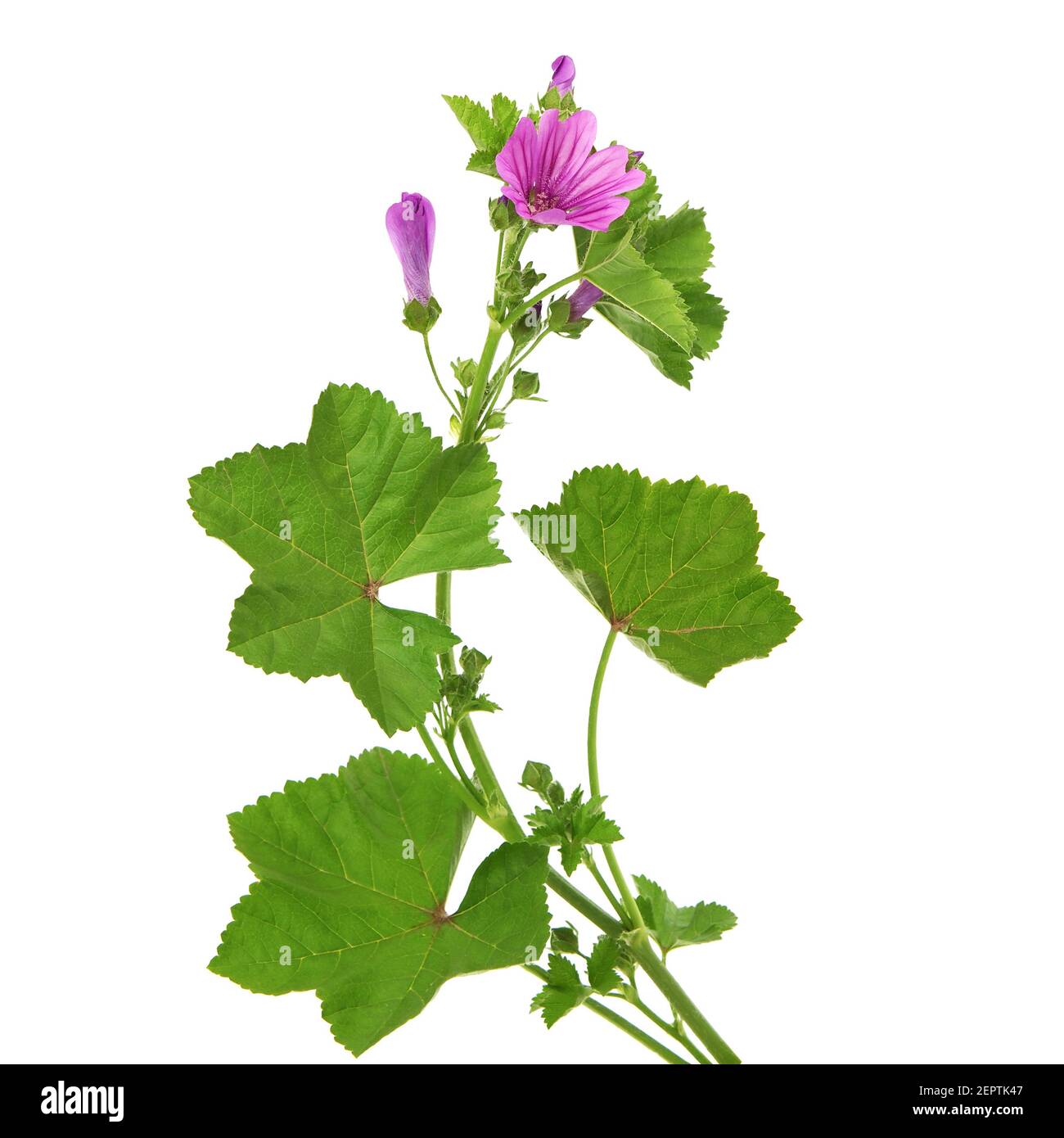 Common Mallow plant with pink flowers and green leaves isolated on ...