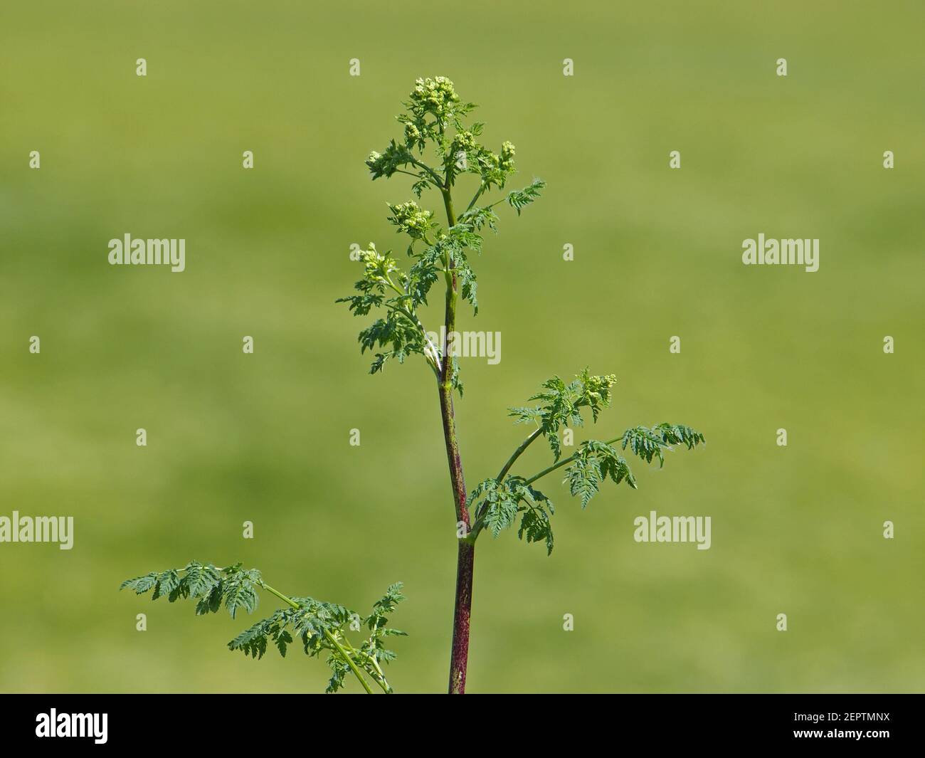Hemlock or poison hemlock plant, Conium maculatum Stock Photo - Alamy