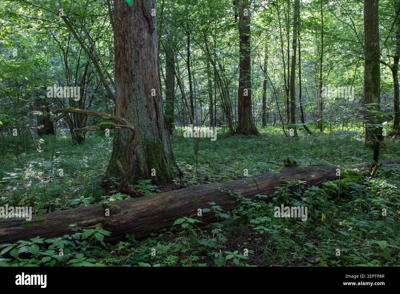 Barkless hi-res stock photography and images - Alamy