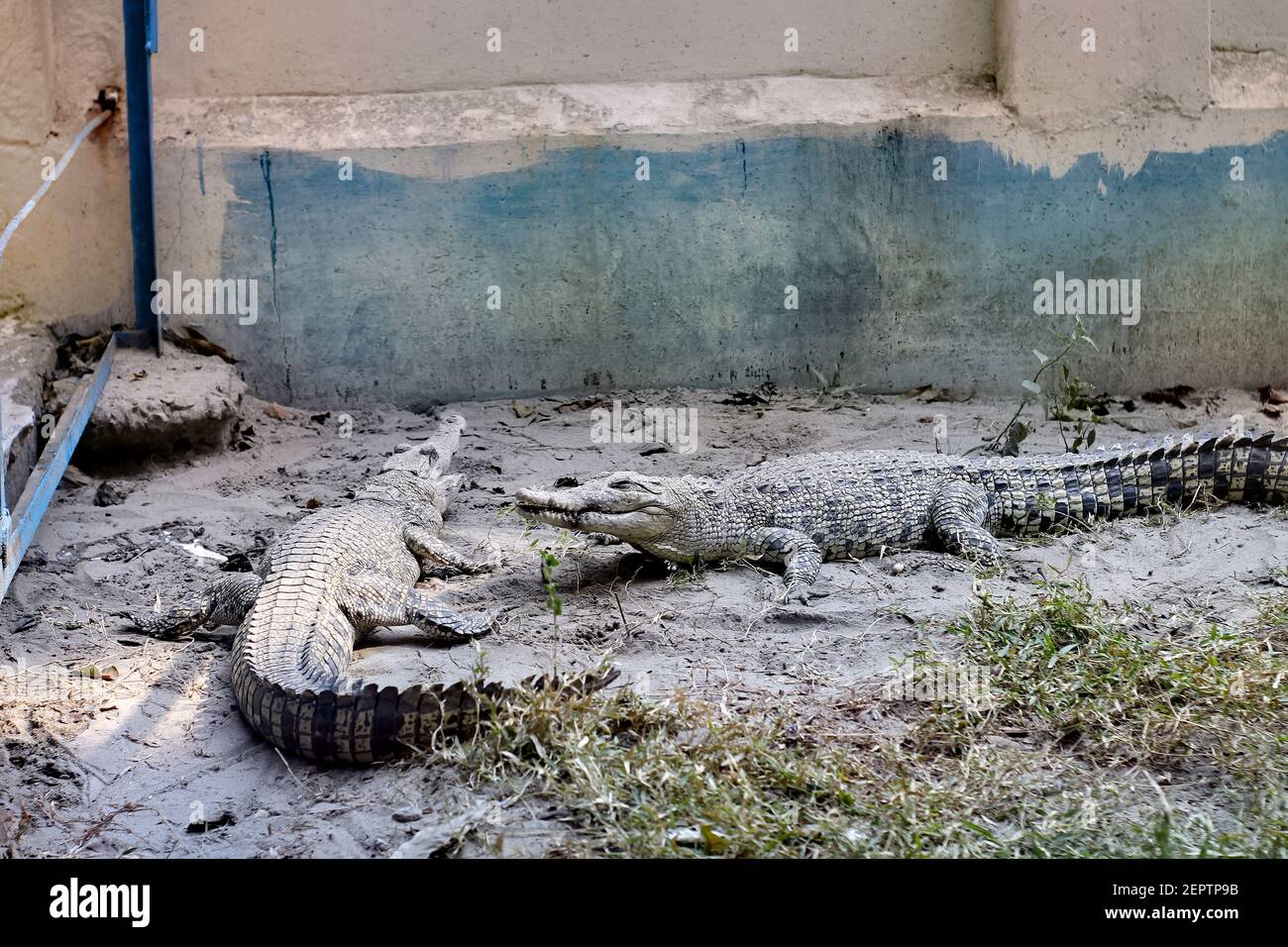 Two Crocodiles are lying on the ground next to the pool and basking the ...