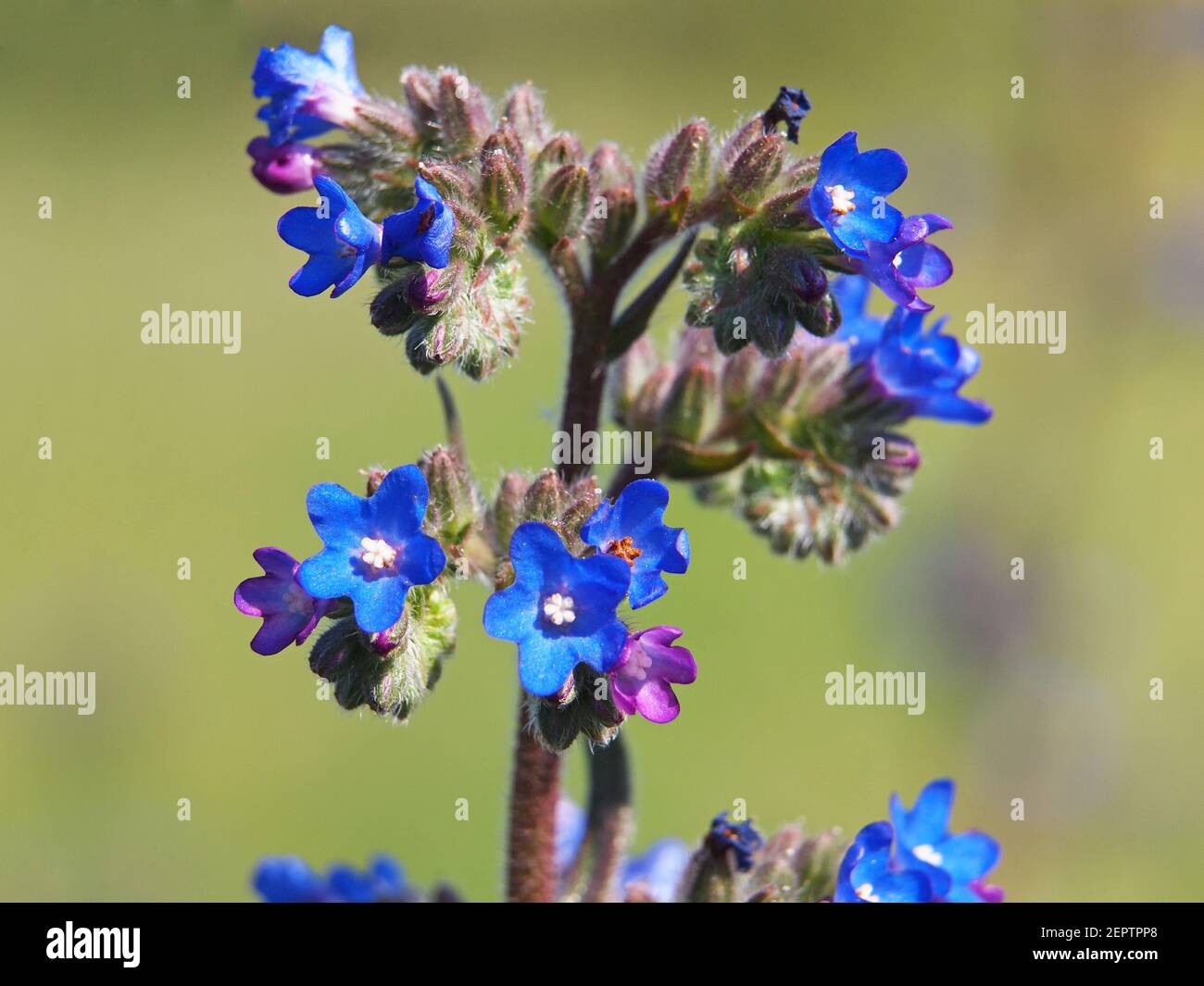 Blue flowers of the common bugloss or alkanet, Anchusa officinalis Stock Photo - Alamy