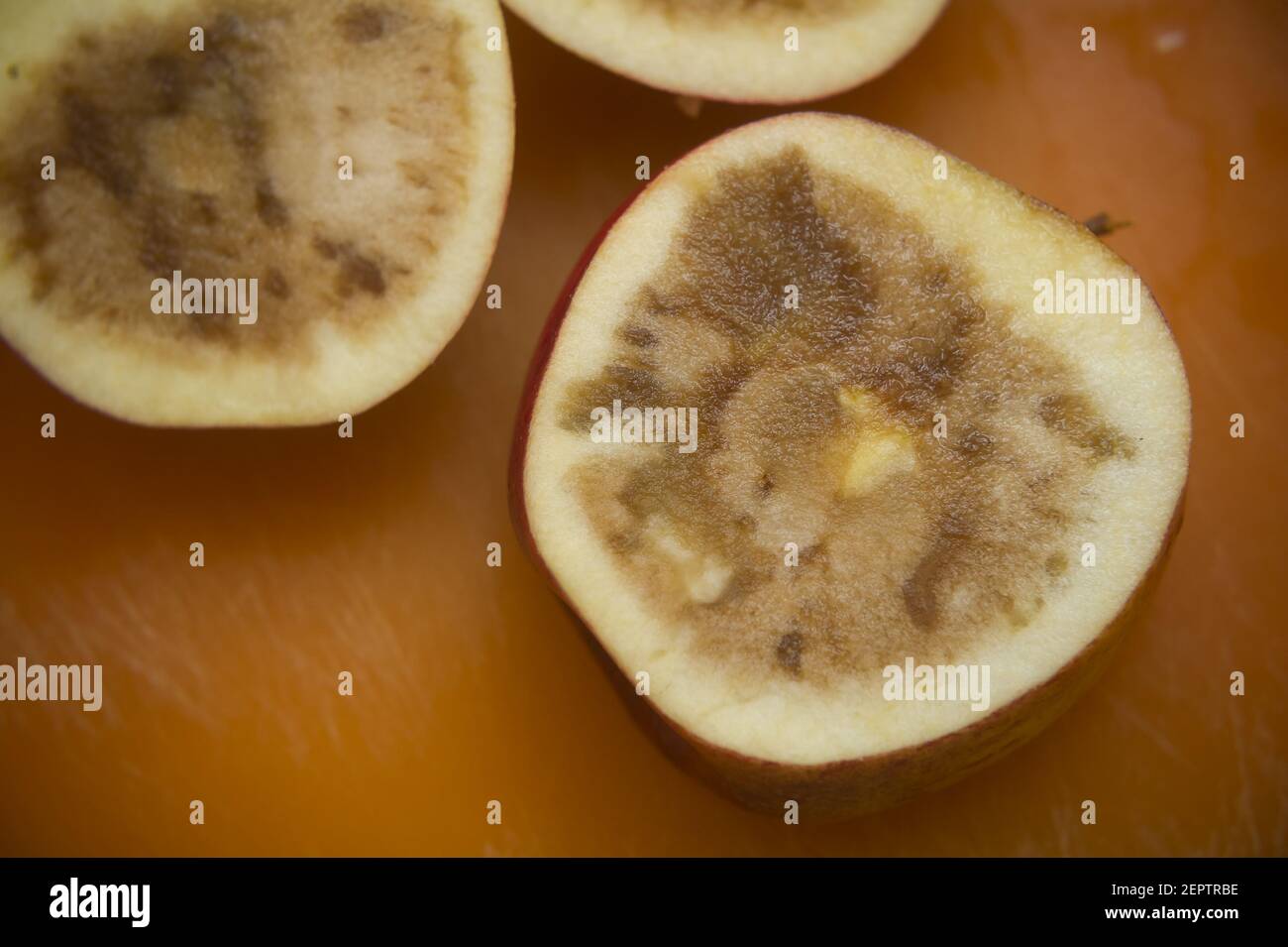 An apple cut open reveals the presence of core rot, seen in New York on ...