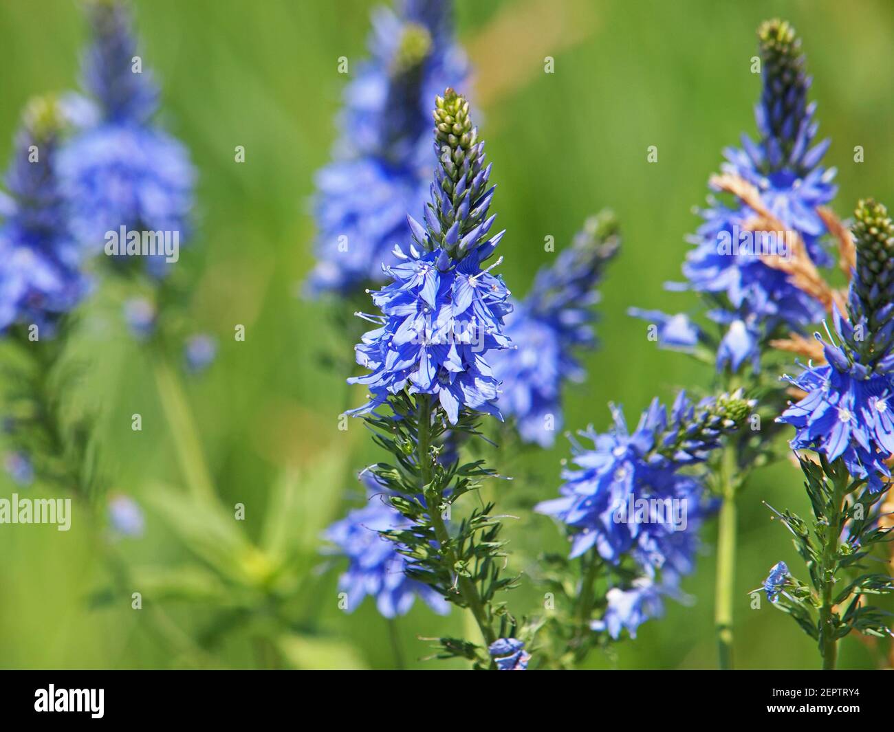 Prostrate speedwell hi-res stock photography and images - Alamy