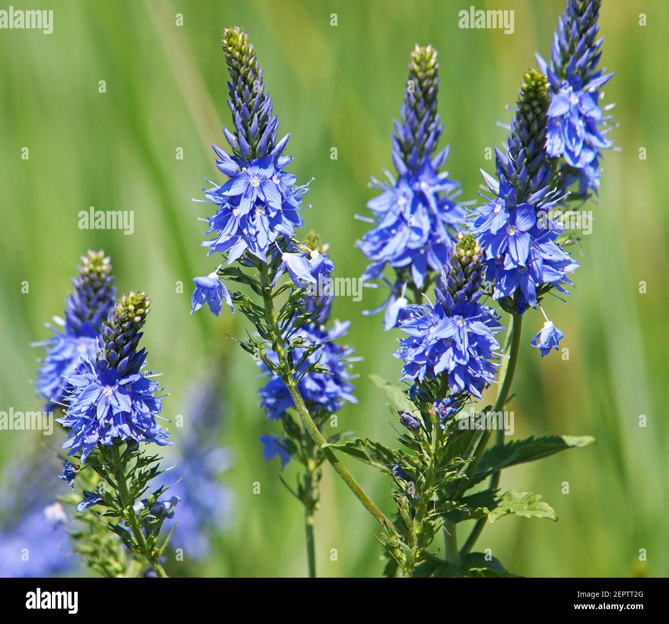Prostrate weed hi-res stock photography and images - Alamy