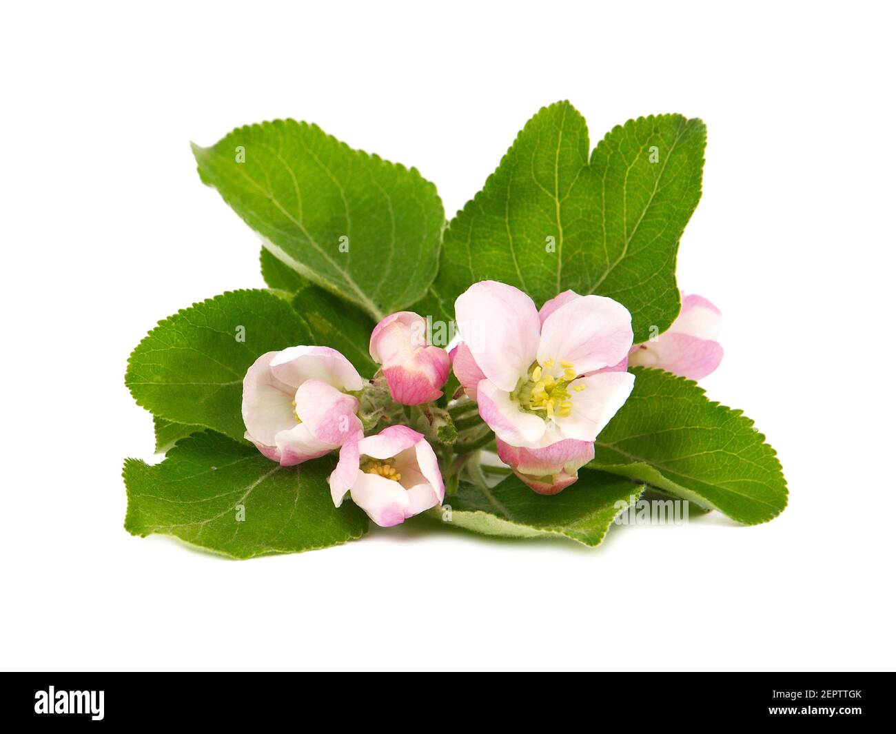 Loral leaves Cut Out Stock Images & Pictures - Alamy