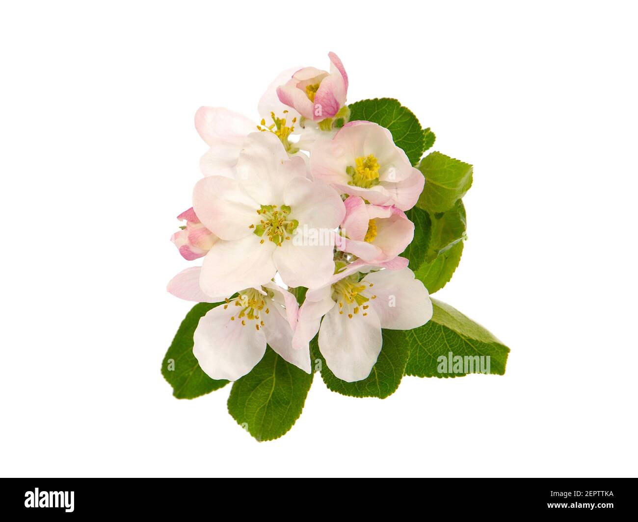 Loral leaves Cut Out Stock Images & Pictures - Alamy