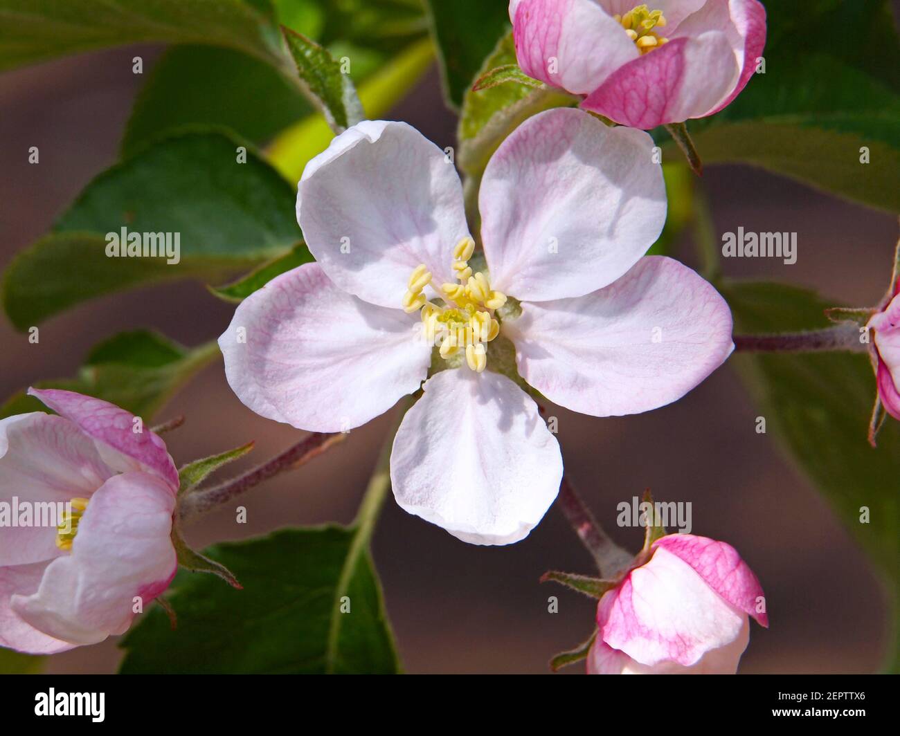 Pink spring apple blossom Stock Photo - Alamy