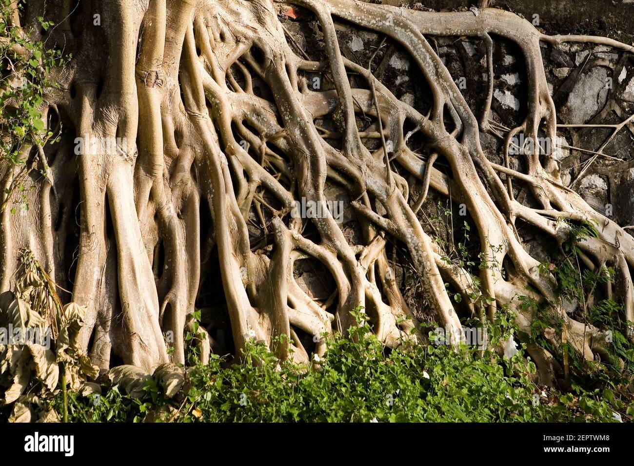 Big beautiful roots of an exotic plant. The nature of Thailand Stock ...