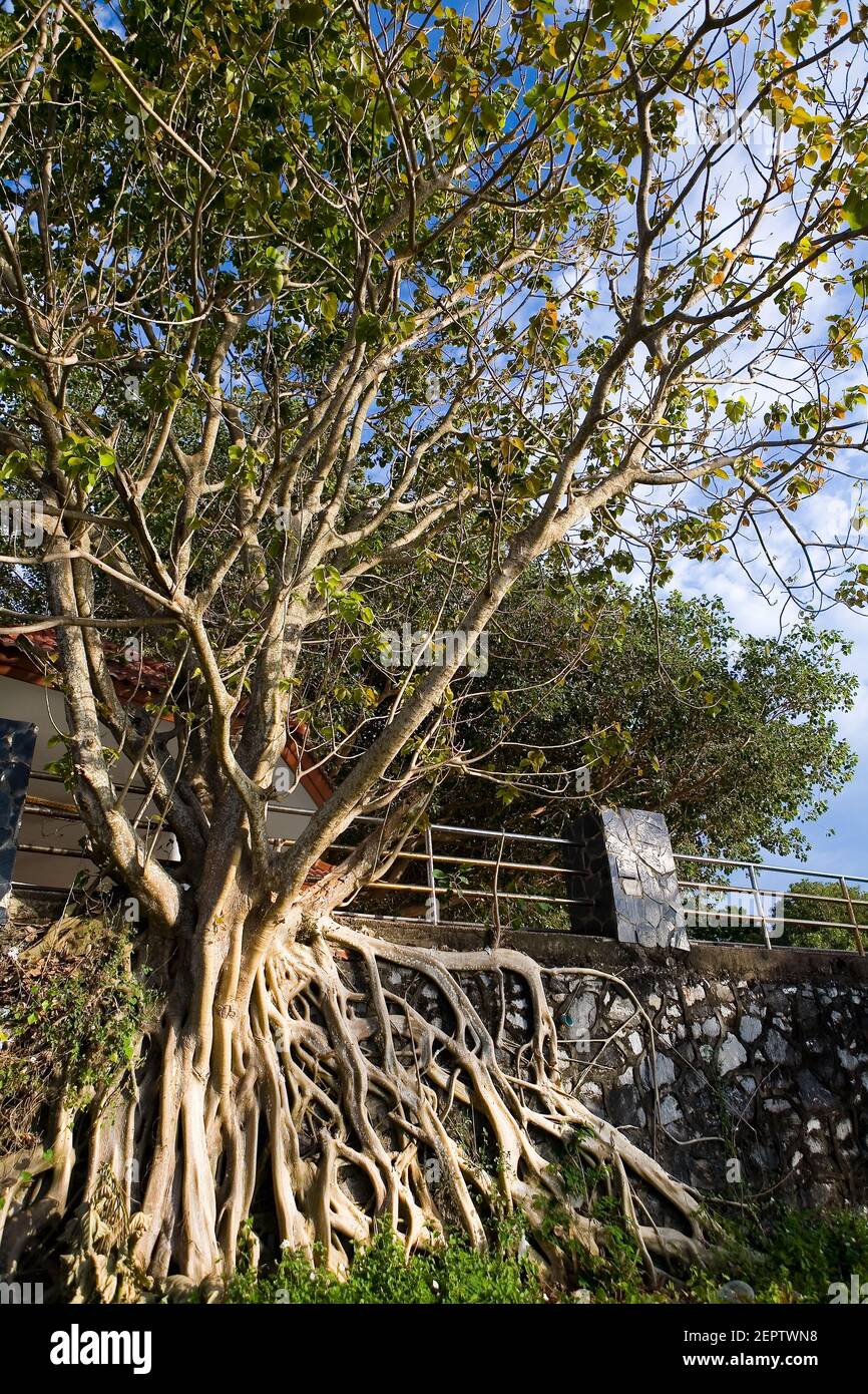 A tropical tree with many large roots. The nature of Thailand Stock ...