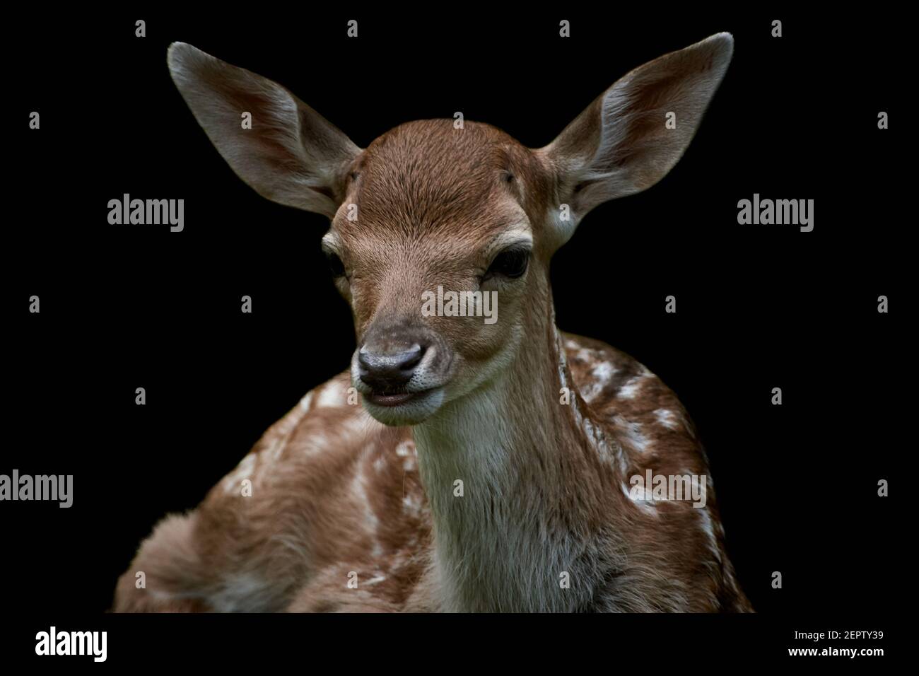 Black fawn hi-res stock photography and images - Alamy